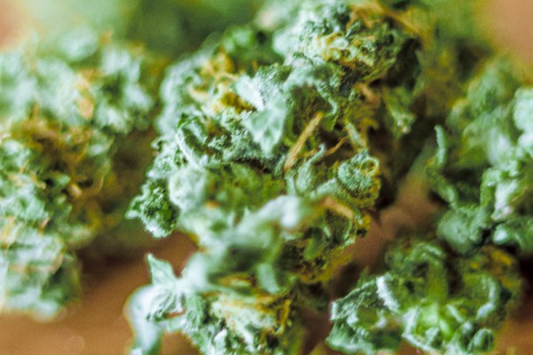 Bigfoot Marijuana Review